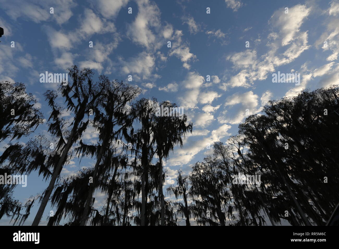 Clouds at daybreak over Cypress trees draped in Spanish Moss at Ocala ...