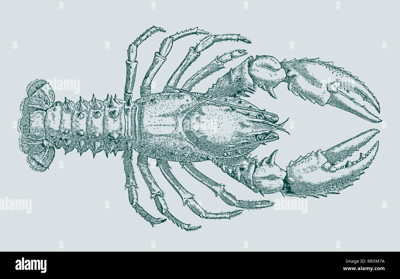 Australian red claw crayfish (cherax quadricarinatus) in top view ...
