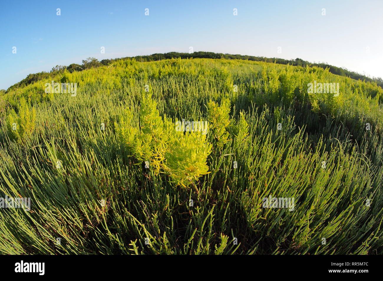Fisheye view of the Saltwort fields on the Coastal Prairie in ...
