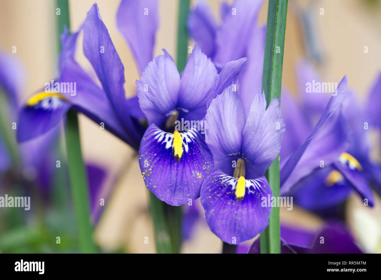Iris reticulata 'Fabiola' flowers in a hanging basket Stock Photo - Alamy