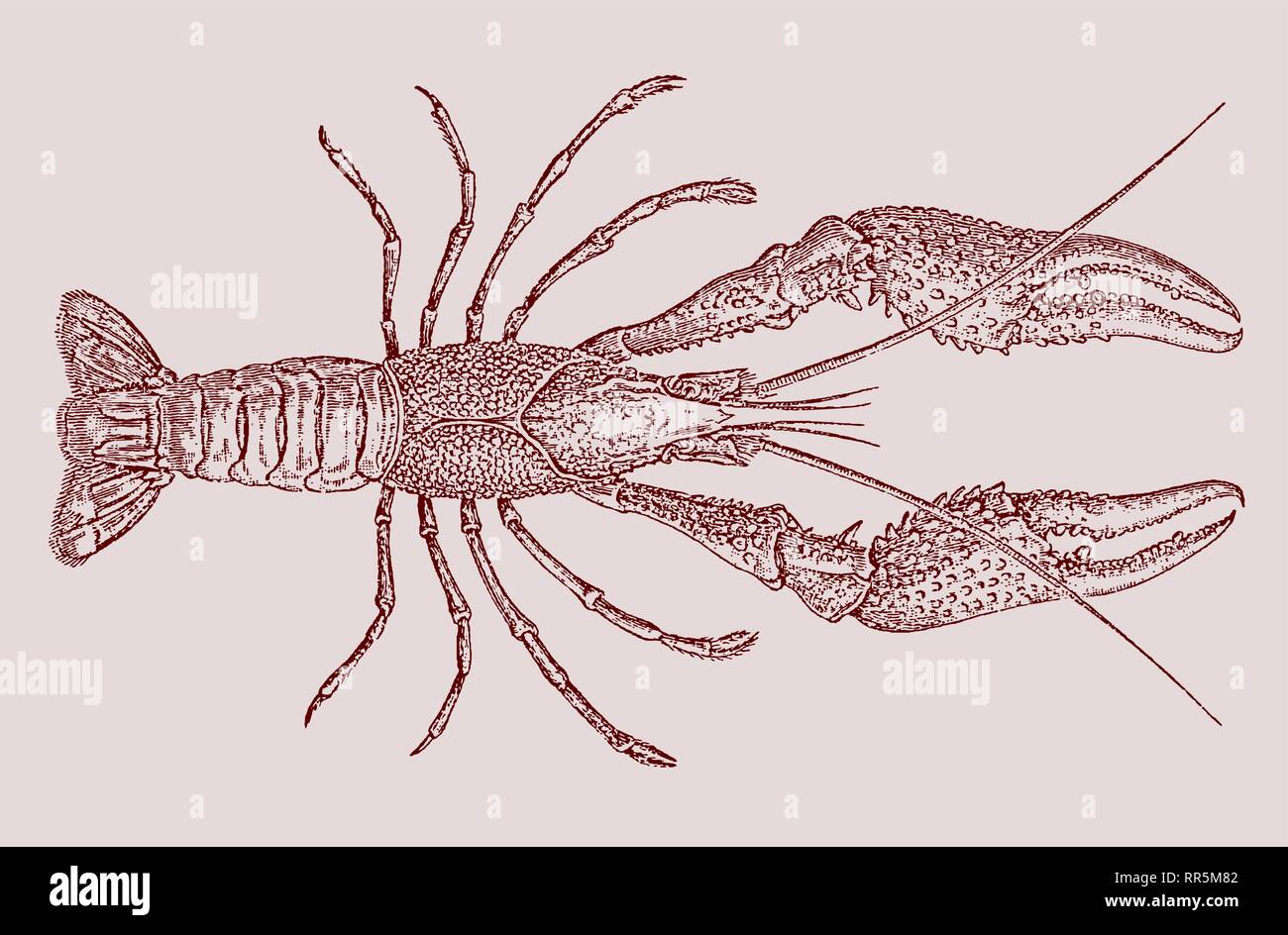 Swamp crawfish Stock Vector Images - Alamy