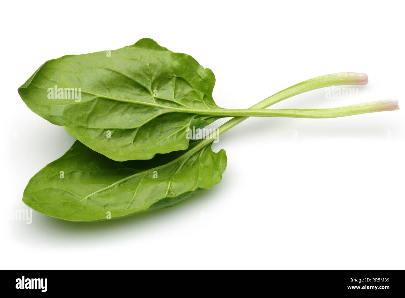 Fresh spinach isolated on white background Stock Photo - Alamy