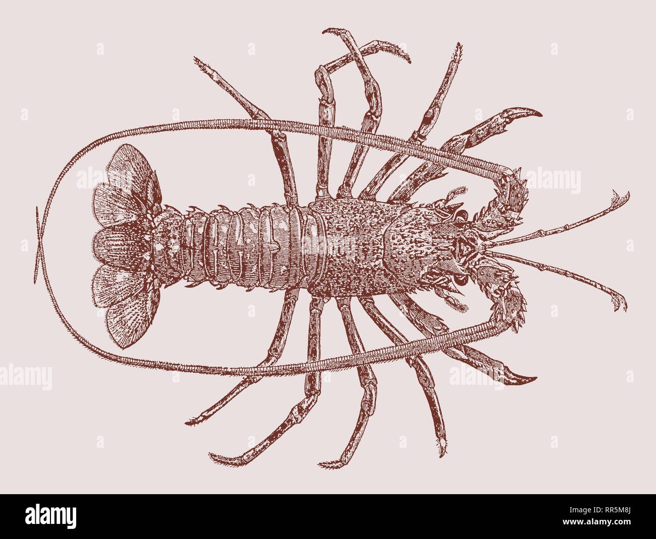 Spiny lobster palinurus elephas Stock Vector Images - Alamy