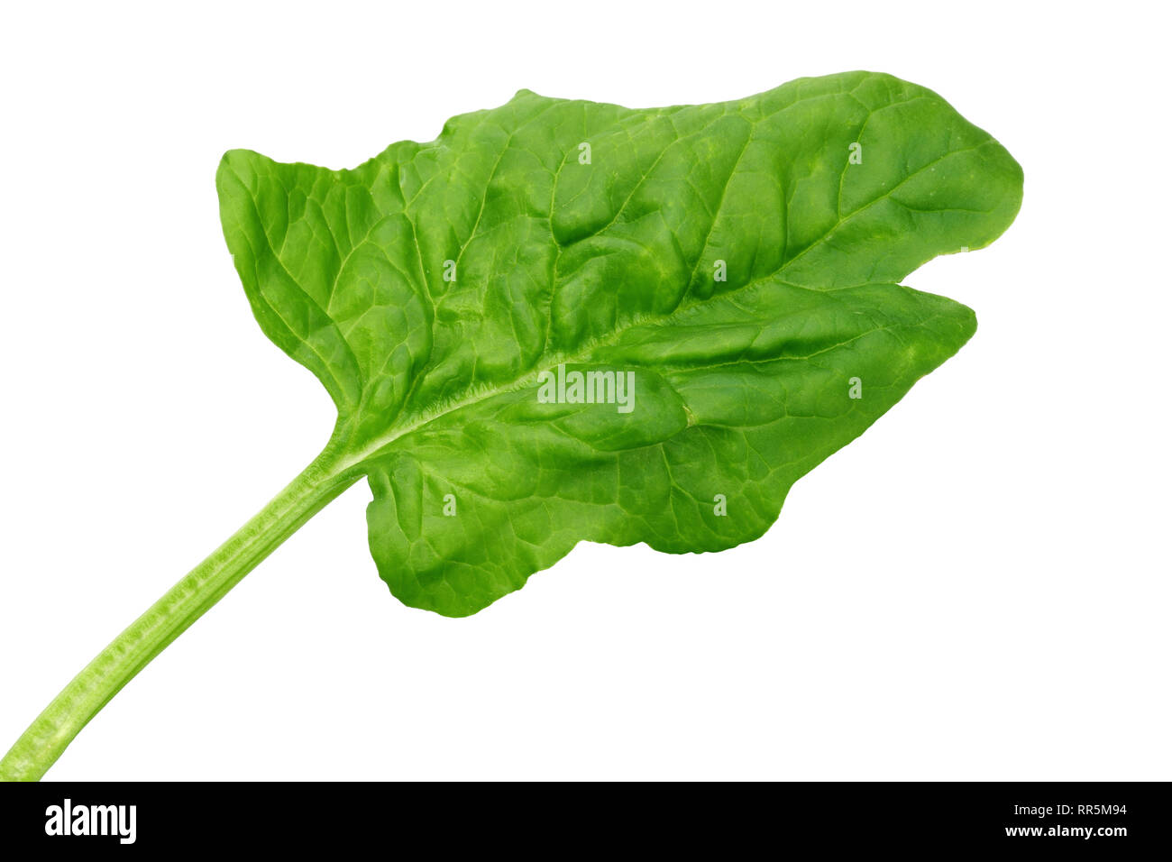Fresh spinach isolated on white background Stock Photo - Alamy