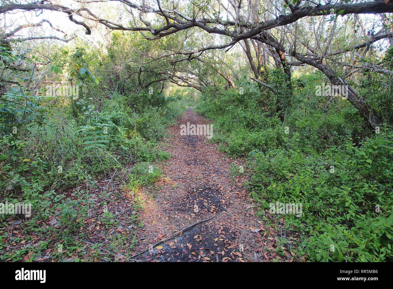 The Coastal Prairie Trail in Everglades National Park, Florida Stock ...