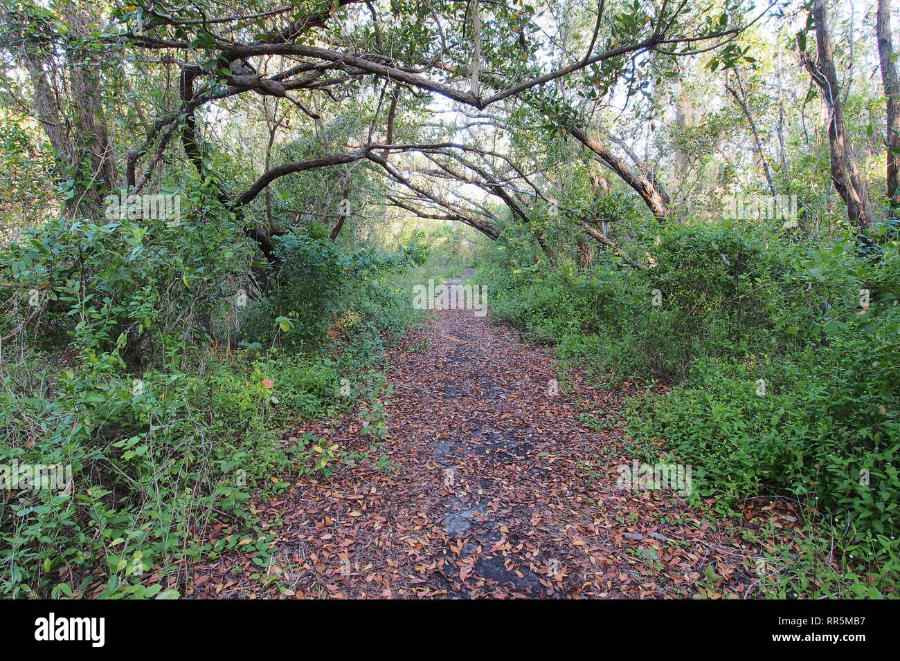 The Coastal Prairie Trail in Everglades National Park, Florida Stock ...
