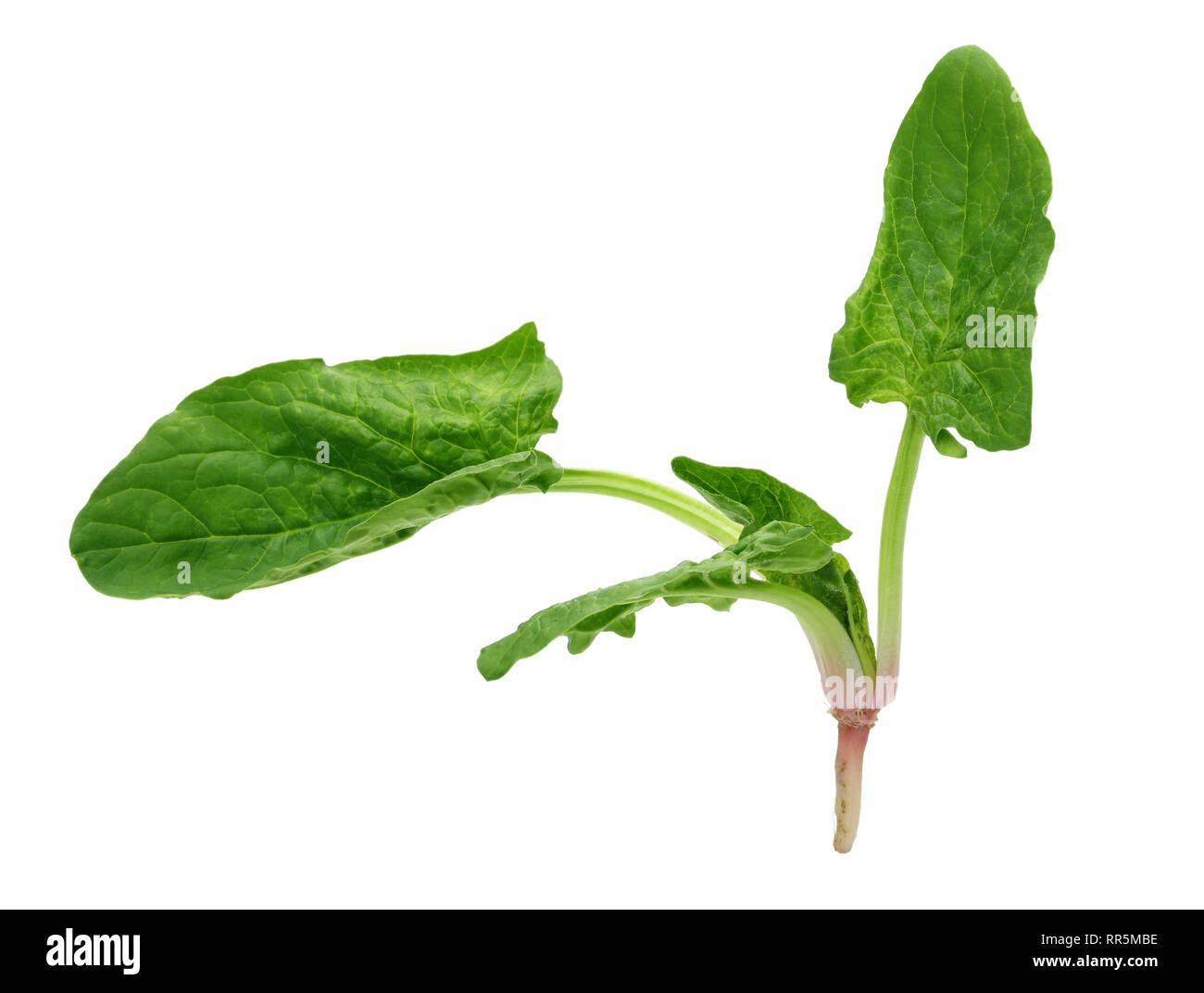 Pile fresh spinach leaves hi-res stock photography and images - Alamy
