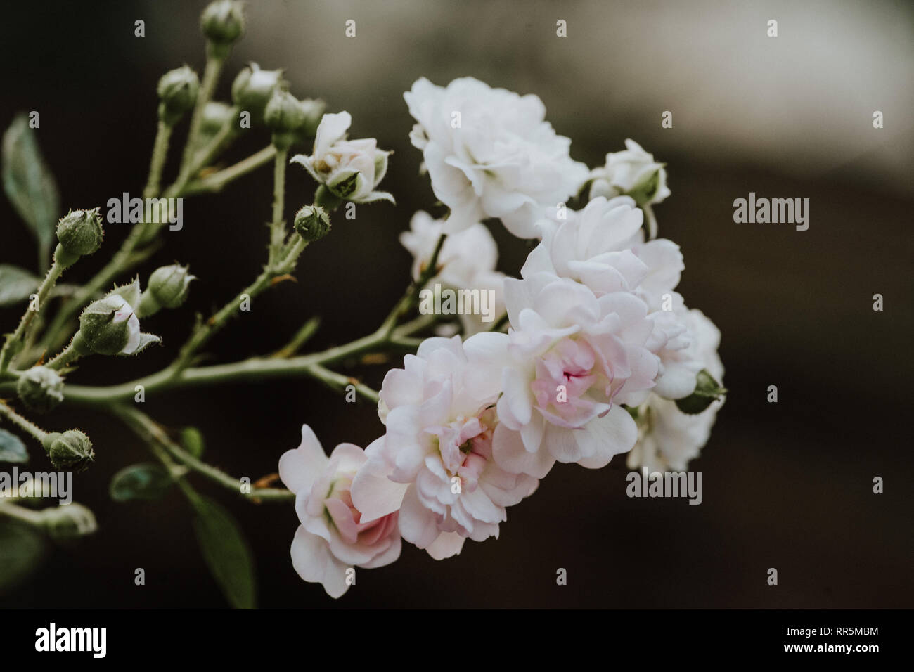 Little rose tree hi-res stock photography and images - Alamy