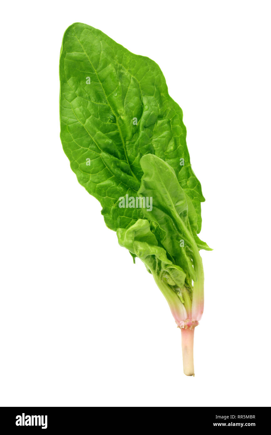 Fresh spinach isolated on white background Stock Photo - Alamy