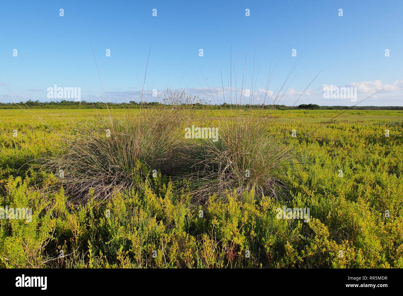 The Coastal Prairie Trail in Everglades National Park, Florida Stock ...