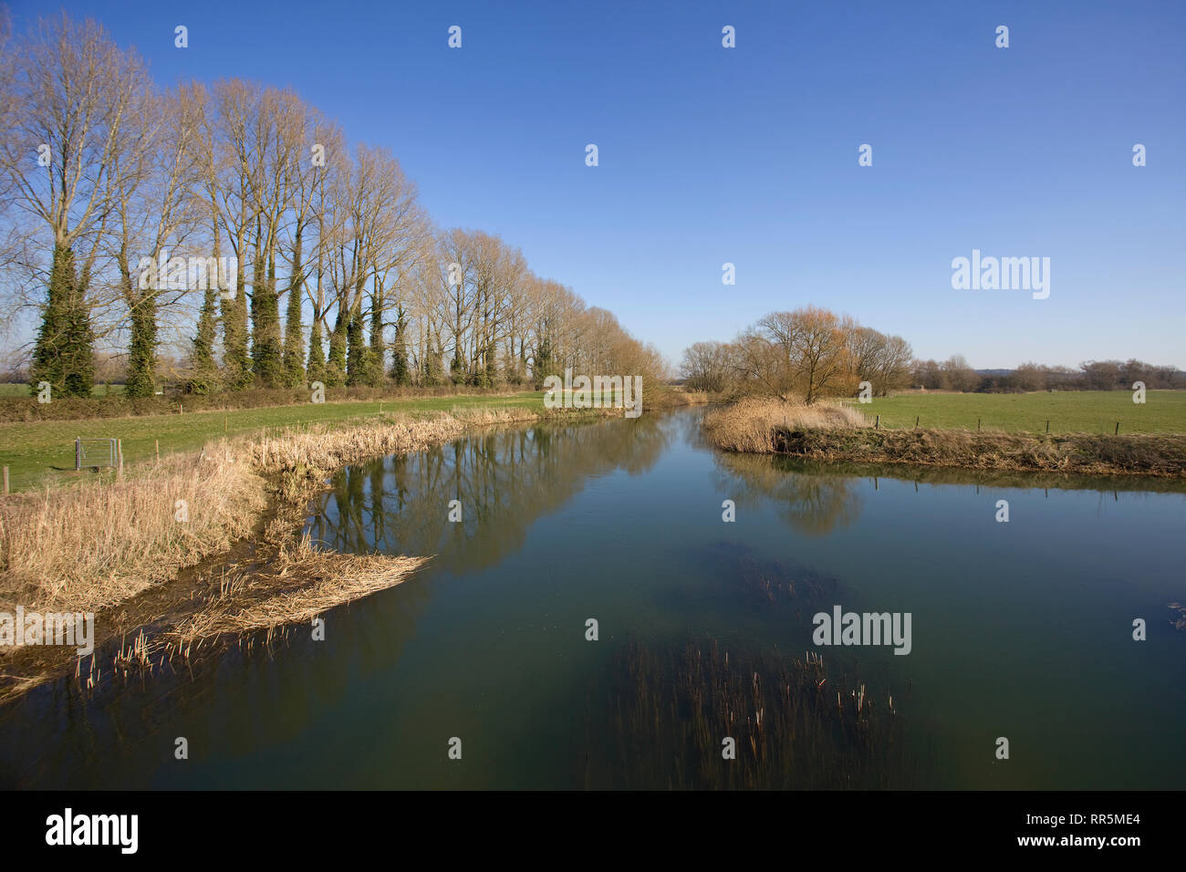 Pampas grass river water hi-res stock photography and images - Alamy