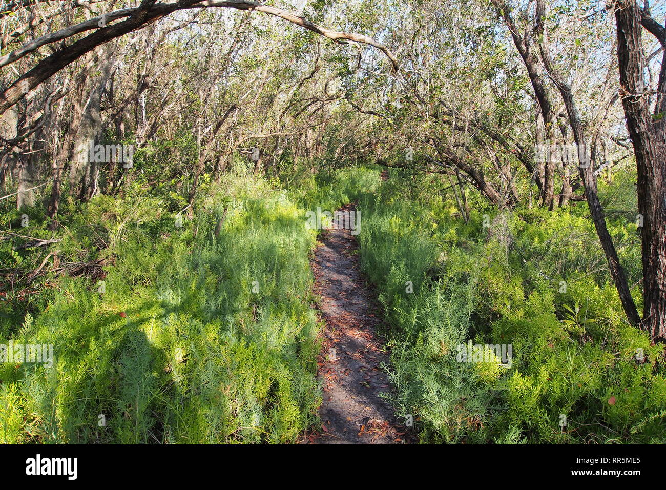 The Coastal Prairie Trail in Everglades National Park, Florida Stock ...