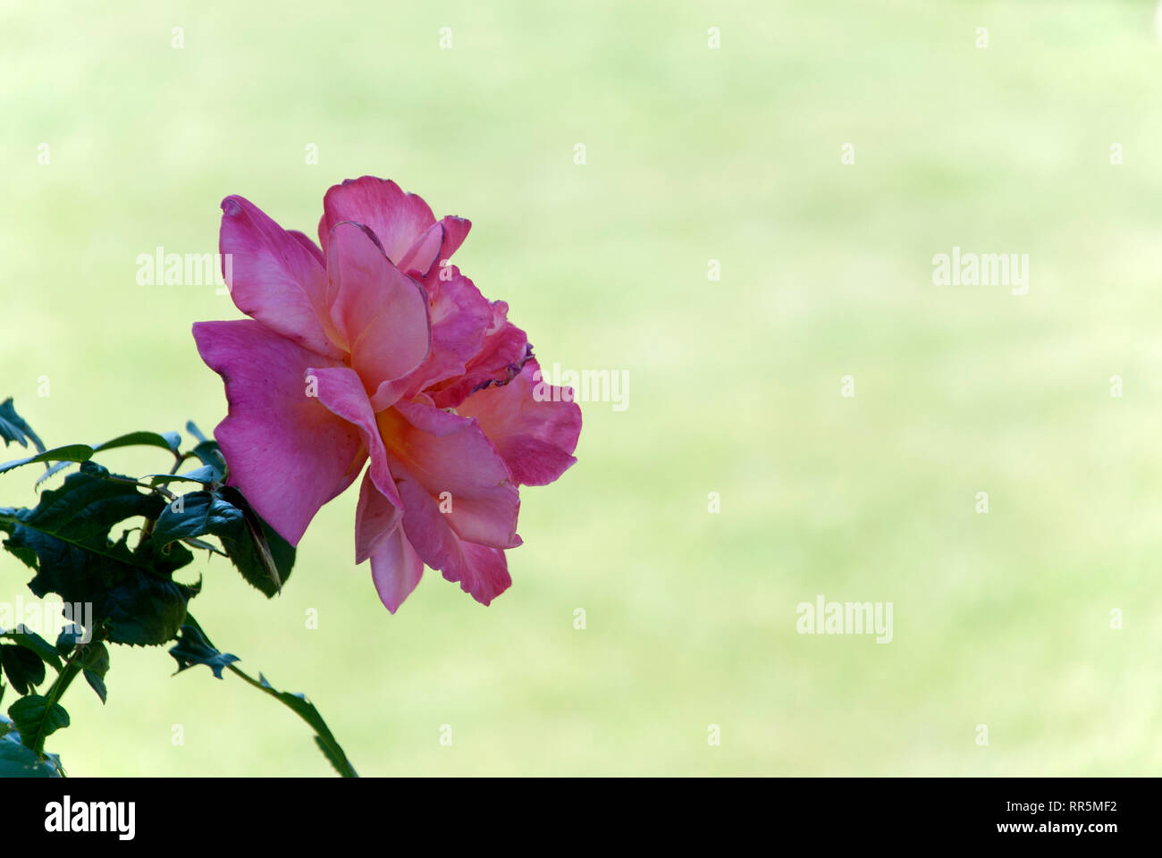 a rose in the shade, blurred background, spring, summer Stock Photo - Alamy