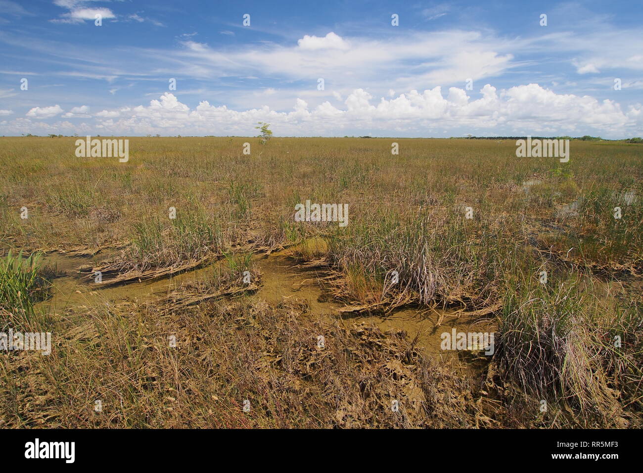 River of grass sawgrass everglades hi-res stock photography and images ...