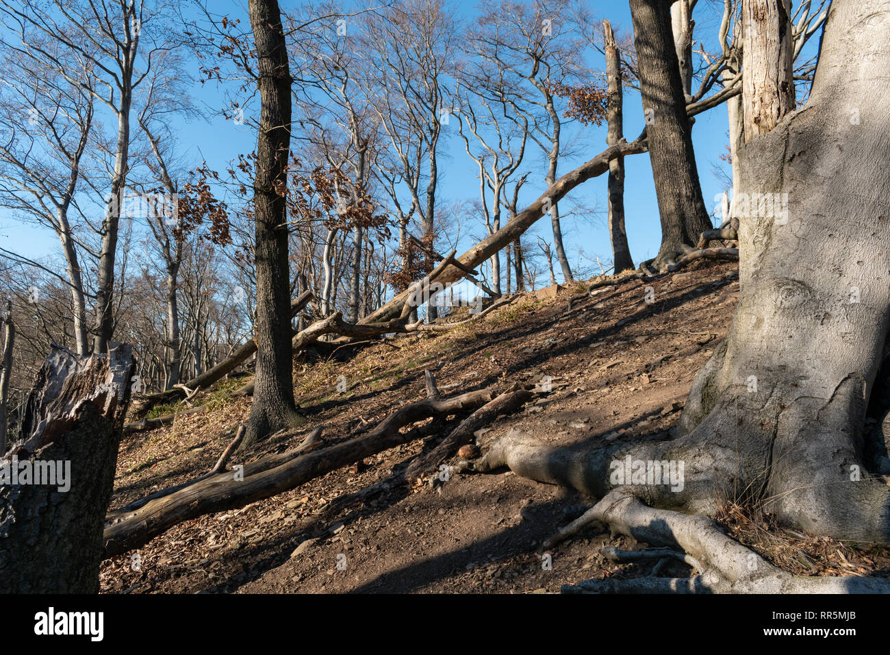 Fallen forest trees after devastating storm on hillside Stock Photo - Alamy