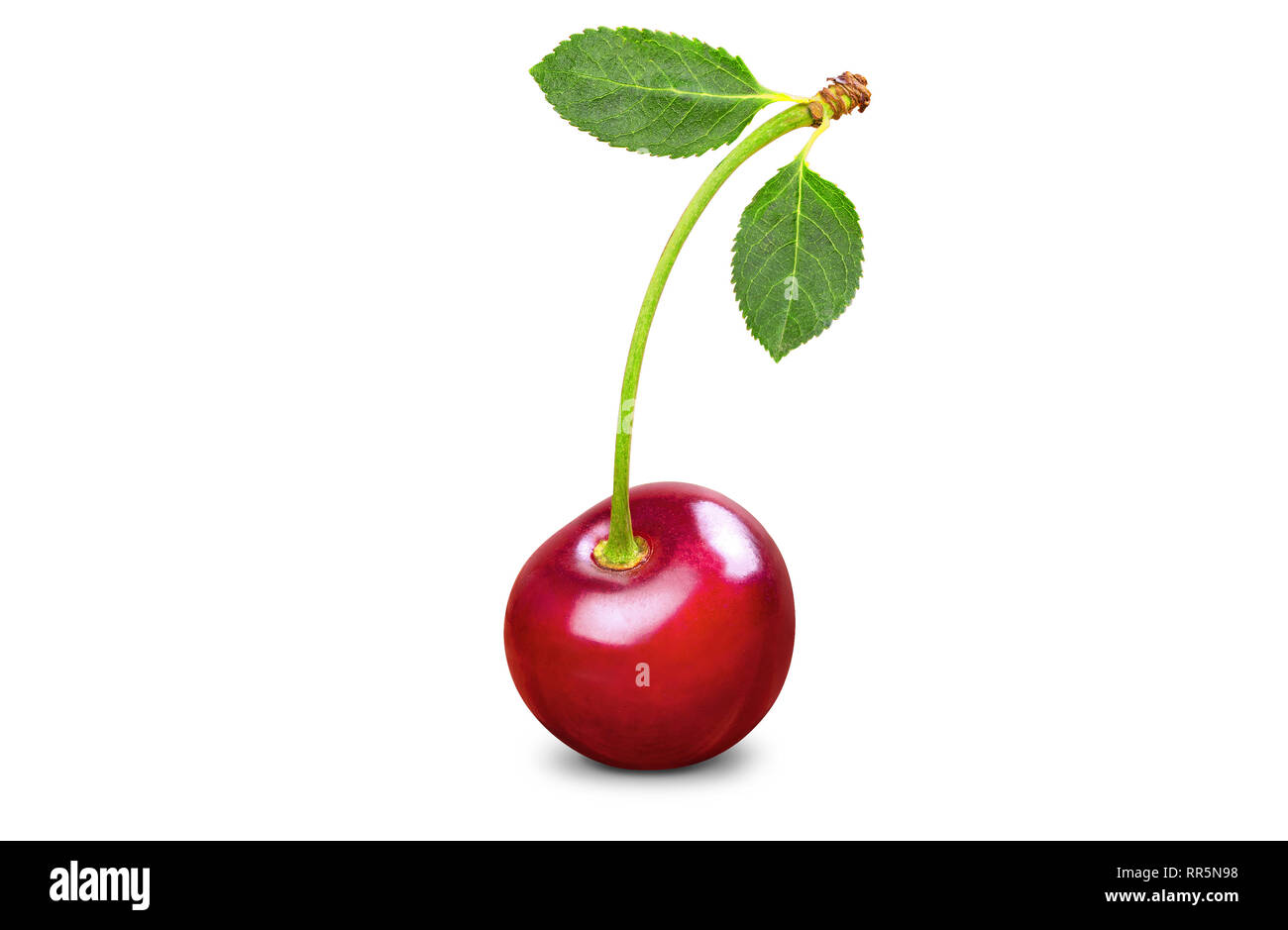 Single fresh cherry with two leaves isolated on white background Stock ...