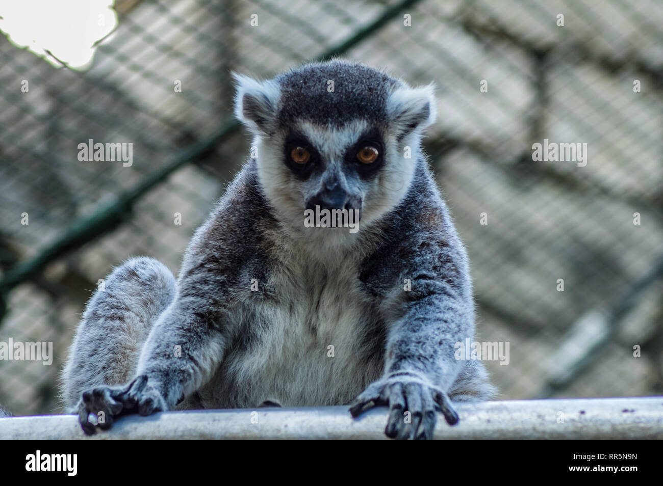 Closeup of a ring tailed Lemur l Lemur Catta in captivity in South ...