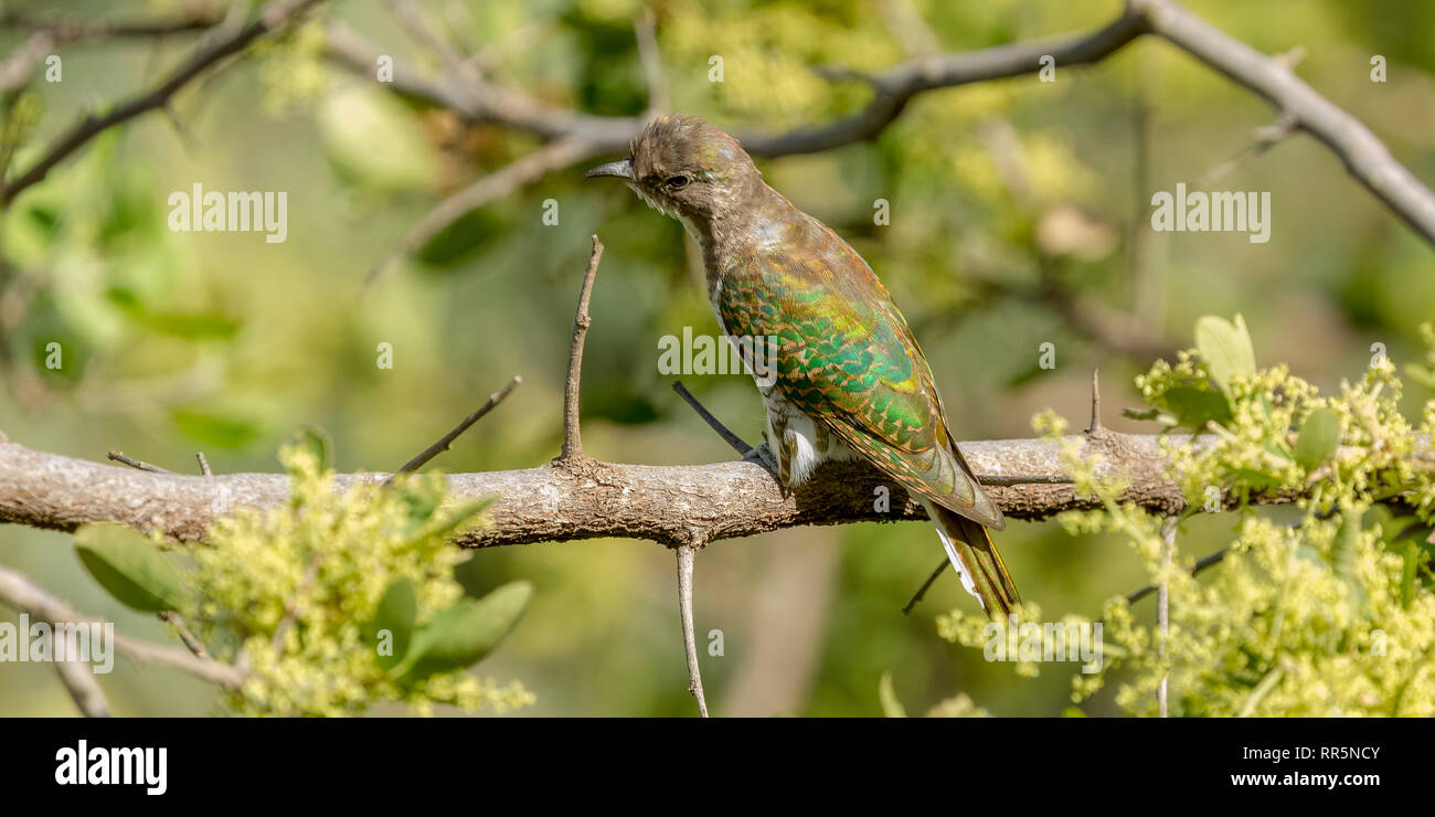 A single female African emerald cuckoo, rear view in undergrowth, Lewa ...