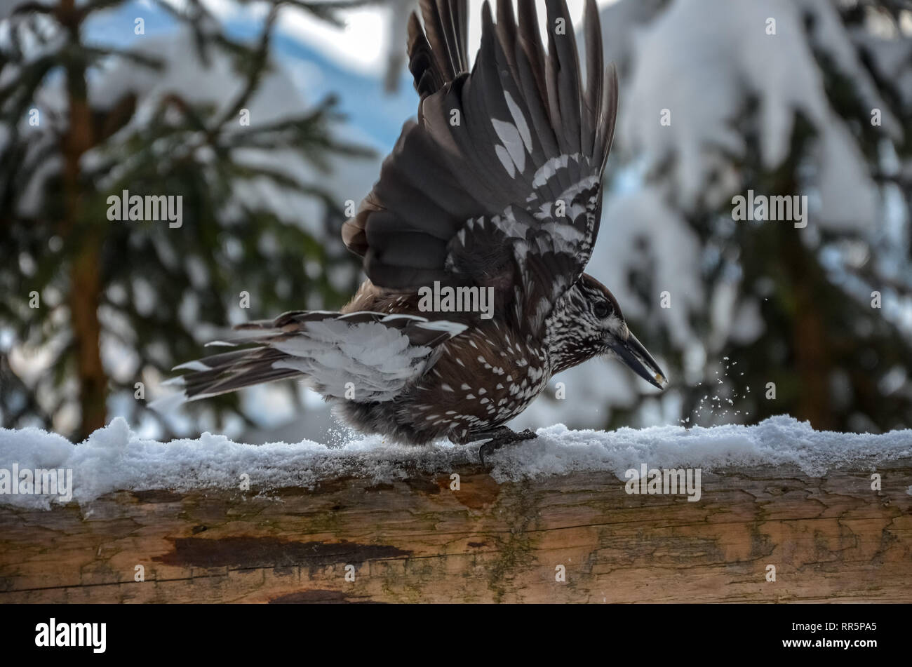 Nutcracker trail hi-res stock photography and images - Alamy
