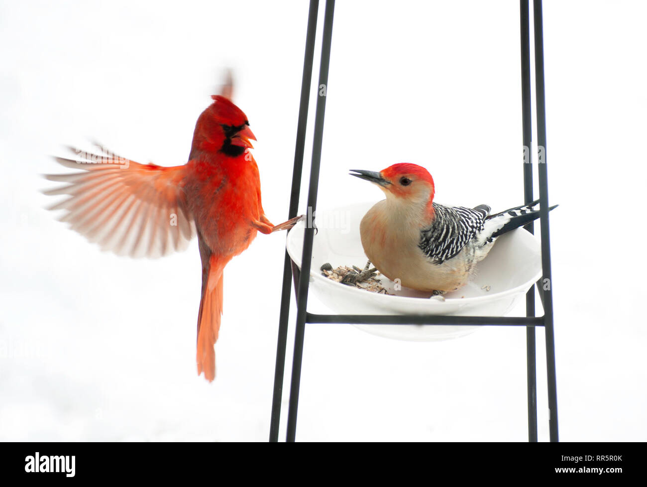 cardinal sharing food Stock Photo - Alamy