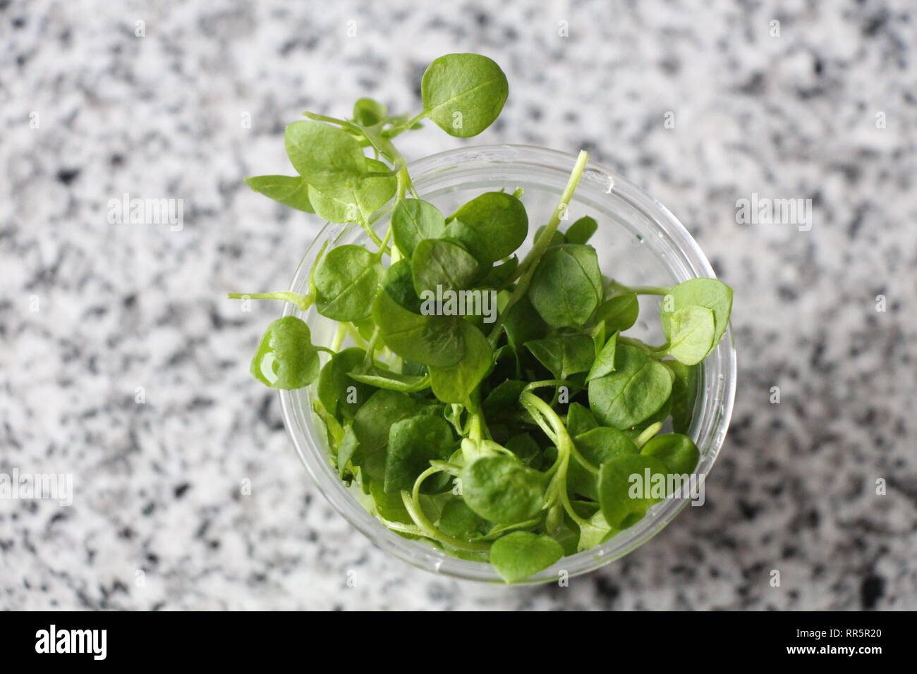 Chickweed edible hi-res stock photography and images - Alamy