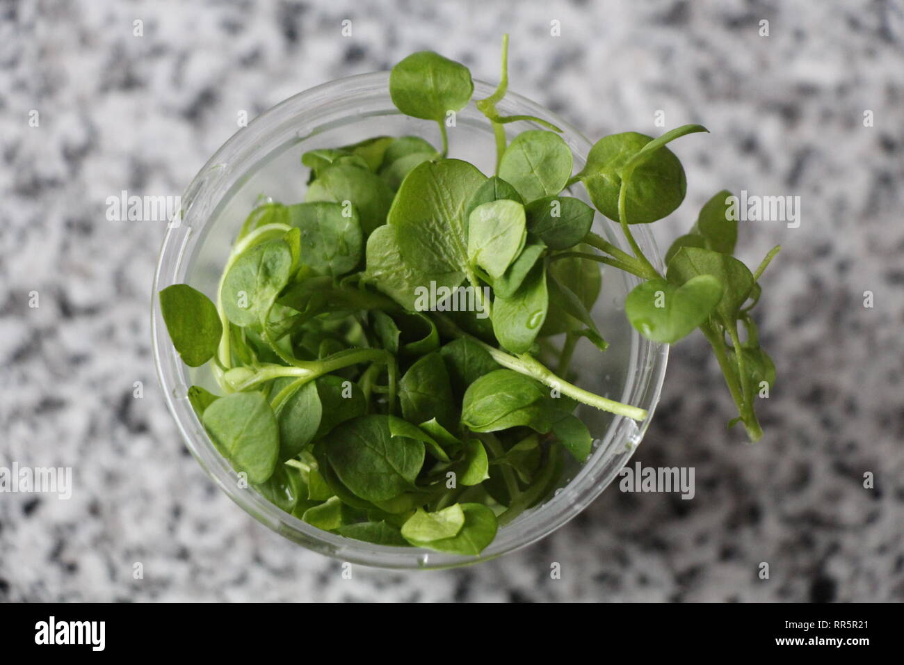 Chickweed edible hi-res stock photography and images - Alamy