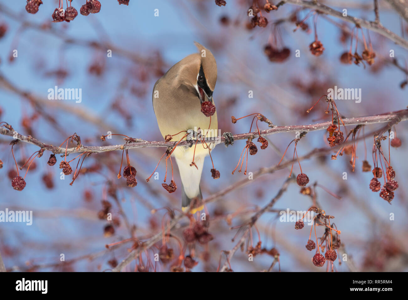 Waxwing in prairie fire crabapple tree hi-res stock photography and ...