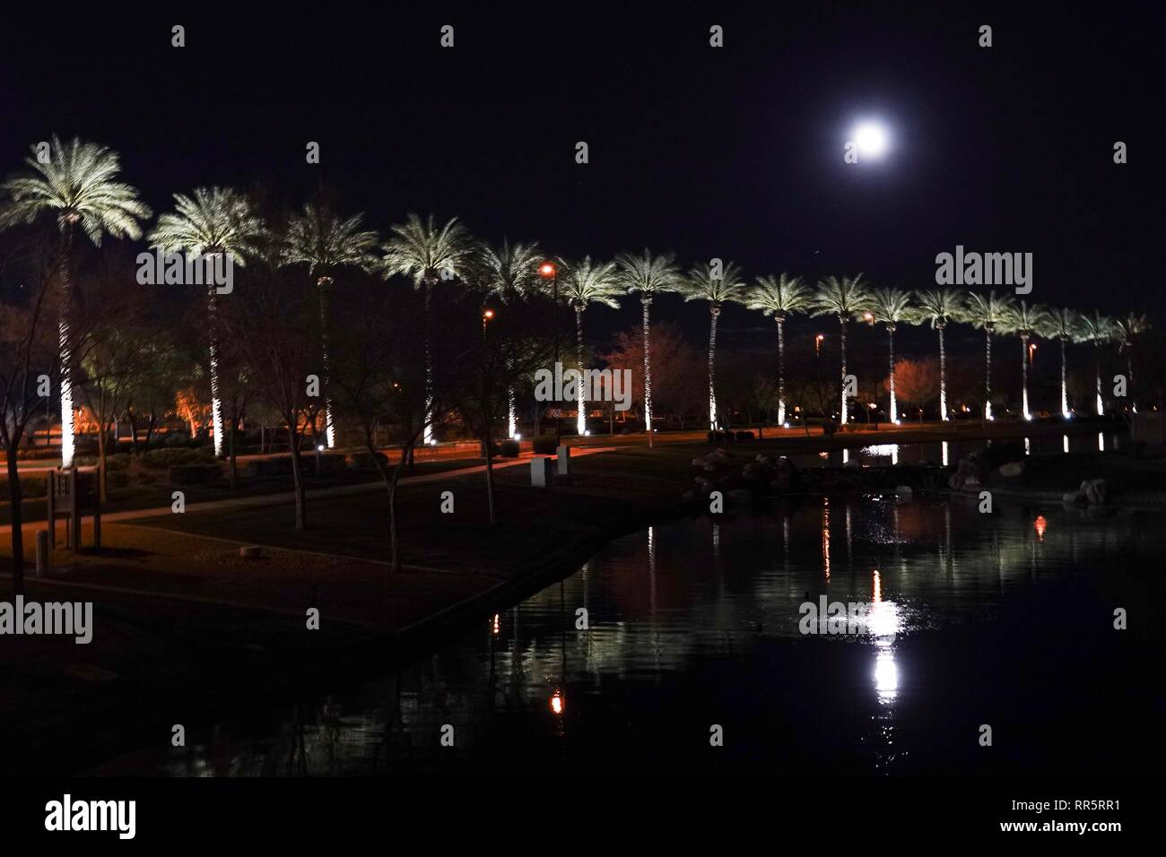 A view of the Super Snow Moon surrounded by palm trees from Phoenix ...