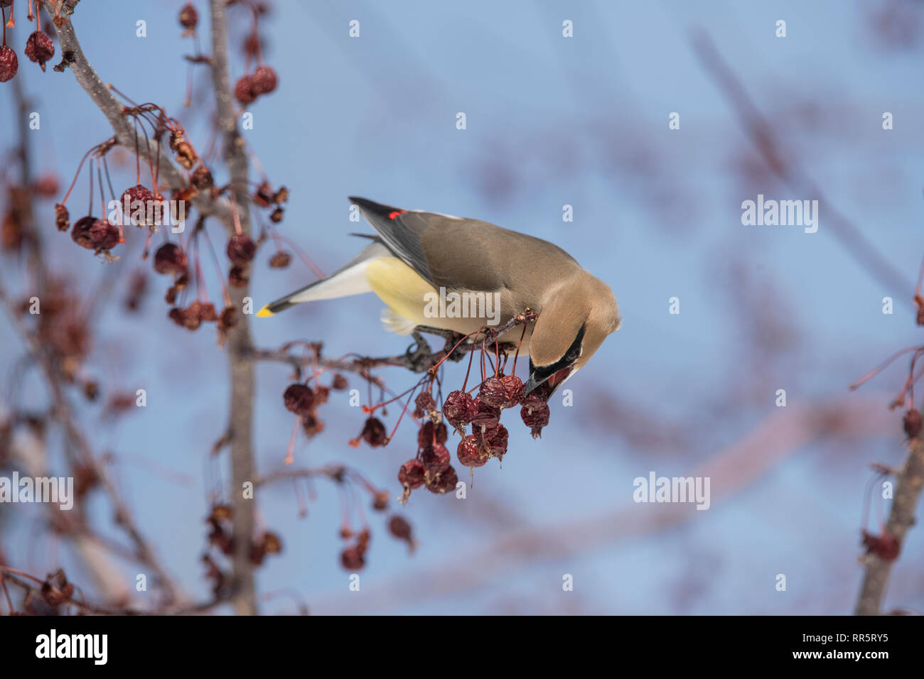 Prairie fire crabapple tree hi-res stock photography and images - Alamy