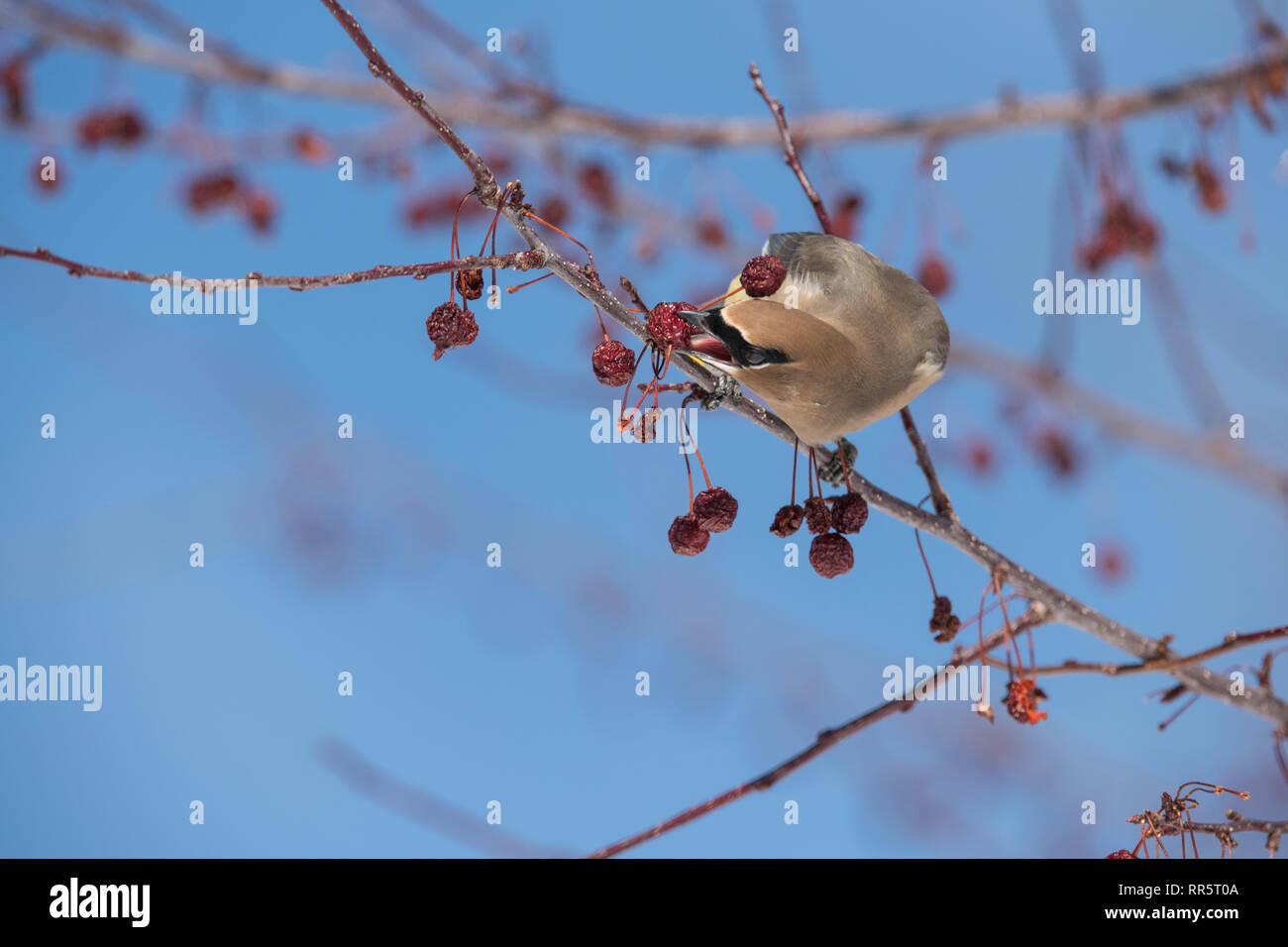 Prairie fire crabapple tree hi-res stock photography and images - Alamy
