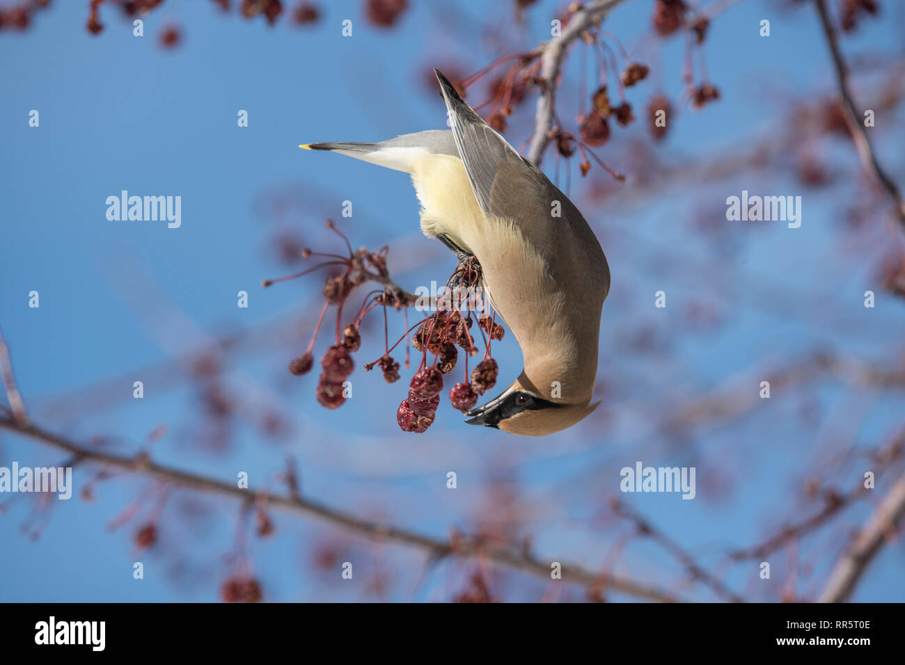 Prairie fire crabapple tree hi-res stock photography and images - Alamy