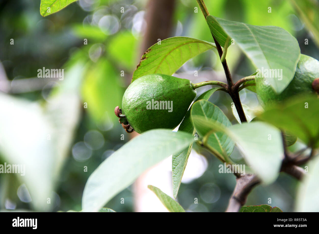 Guava tree hi-res stock photography and images - Alamy