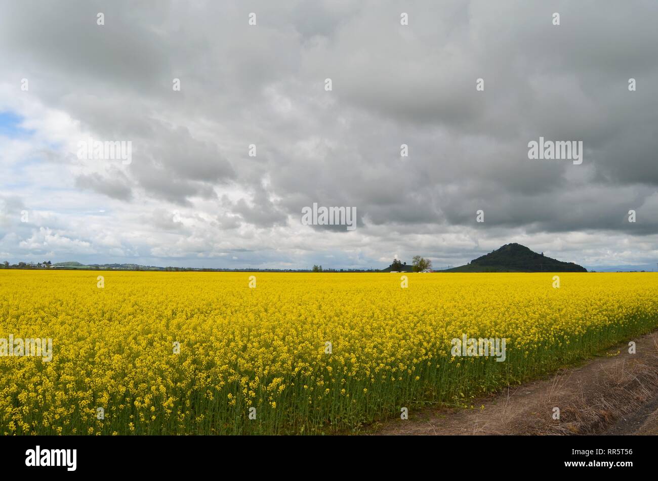 Road in mustard field hi-res stock photography and images - Alamy