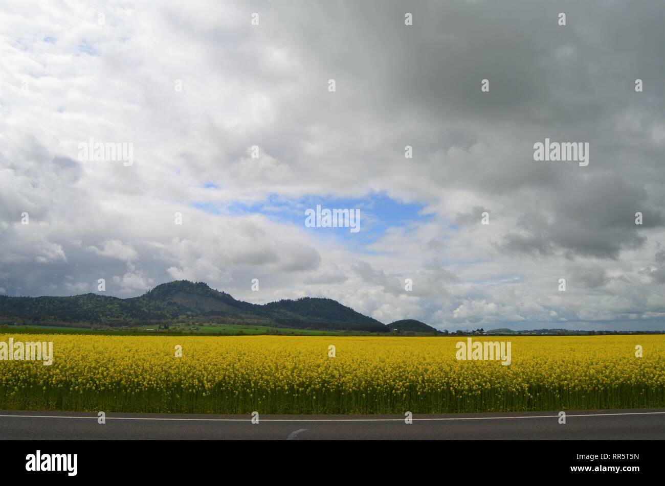 Road in mustard field hi-res stock photography and images - Alamy