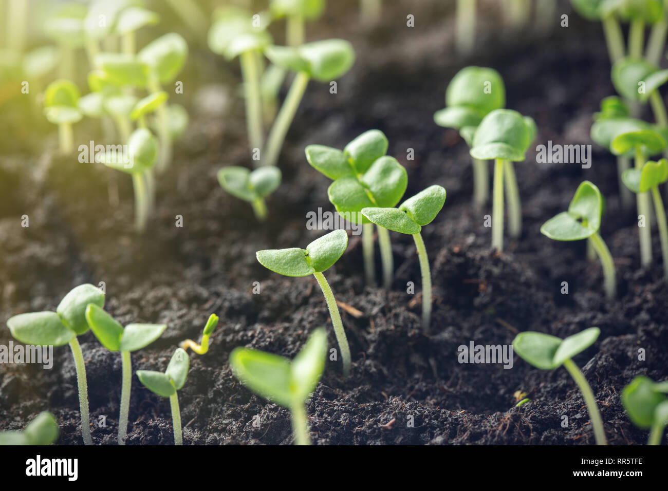 Close-up basil sprouts have sprouted in the ground Stock Photo - Alamy