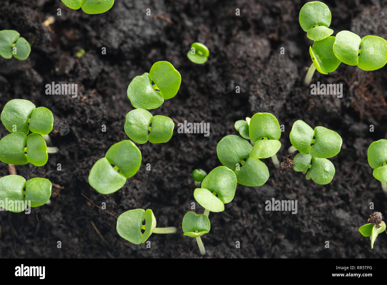 Top view young basil hi-res stock photography and images - Alamy