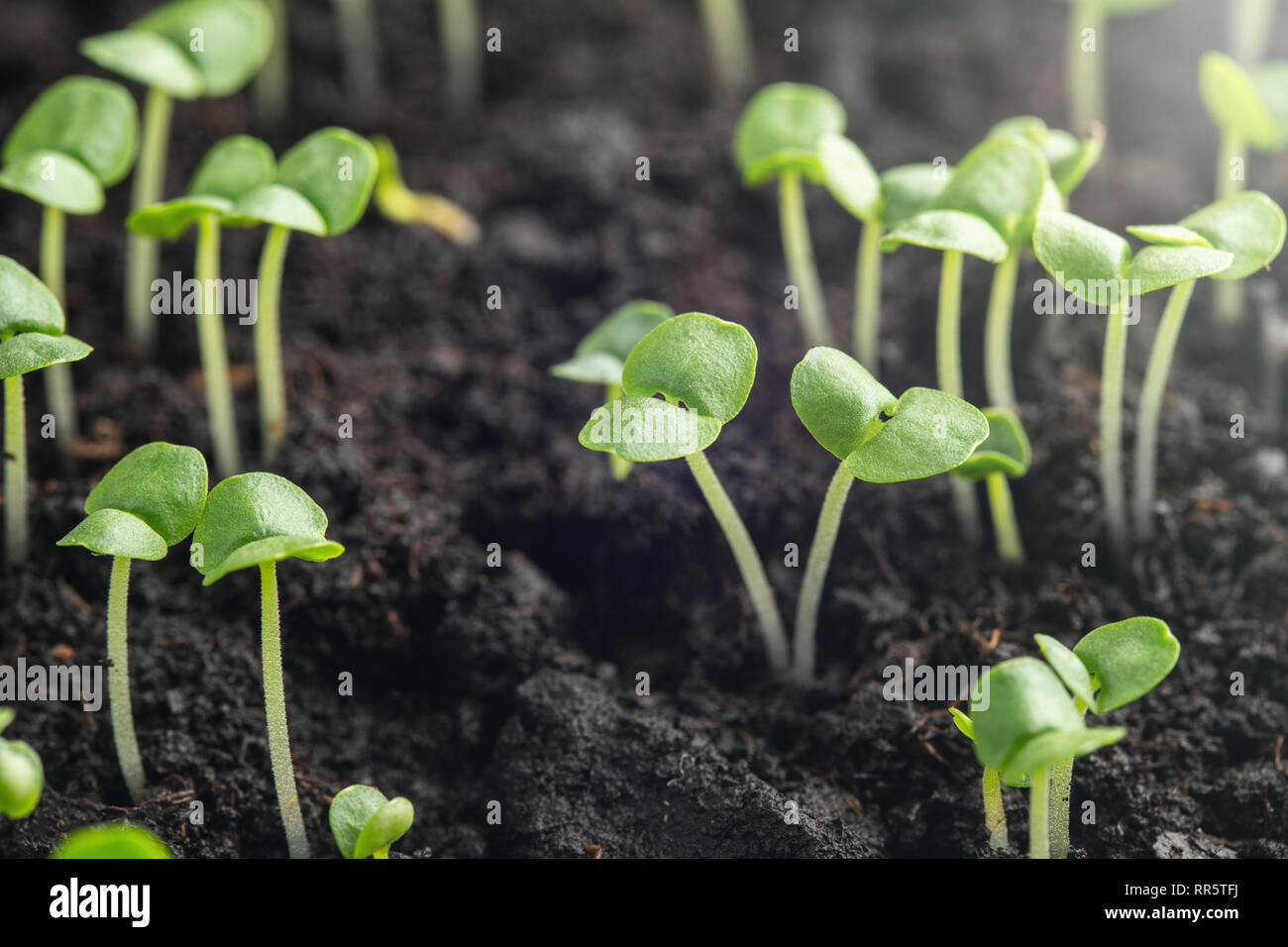 Close-up basil sprouts have sprouted in the ground Stock Photo - Alamy