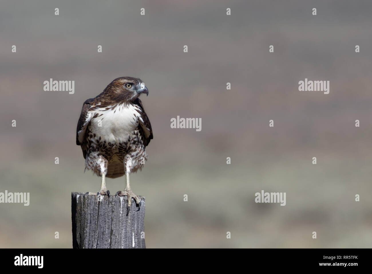 Red tailed hawk on fence post hi-res stock photography and images - Alamy