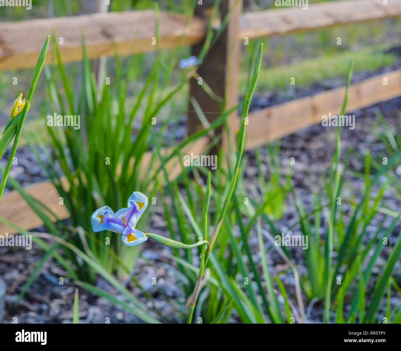 White and Blue Iris in Nocatee, Florida, ‎Asparagales, ‎Iridaceae ...