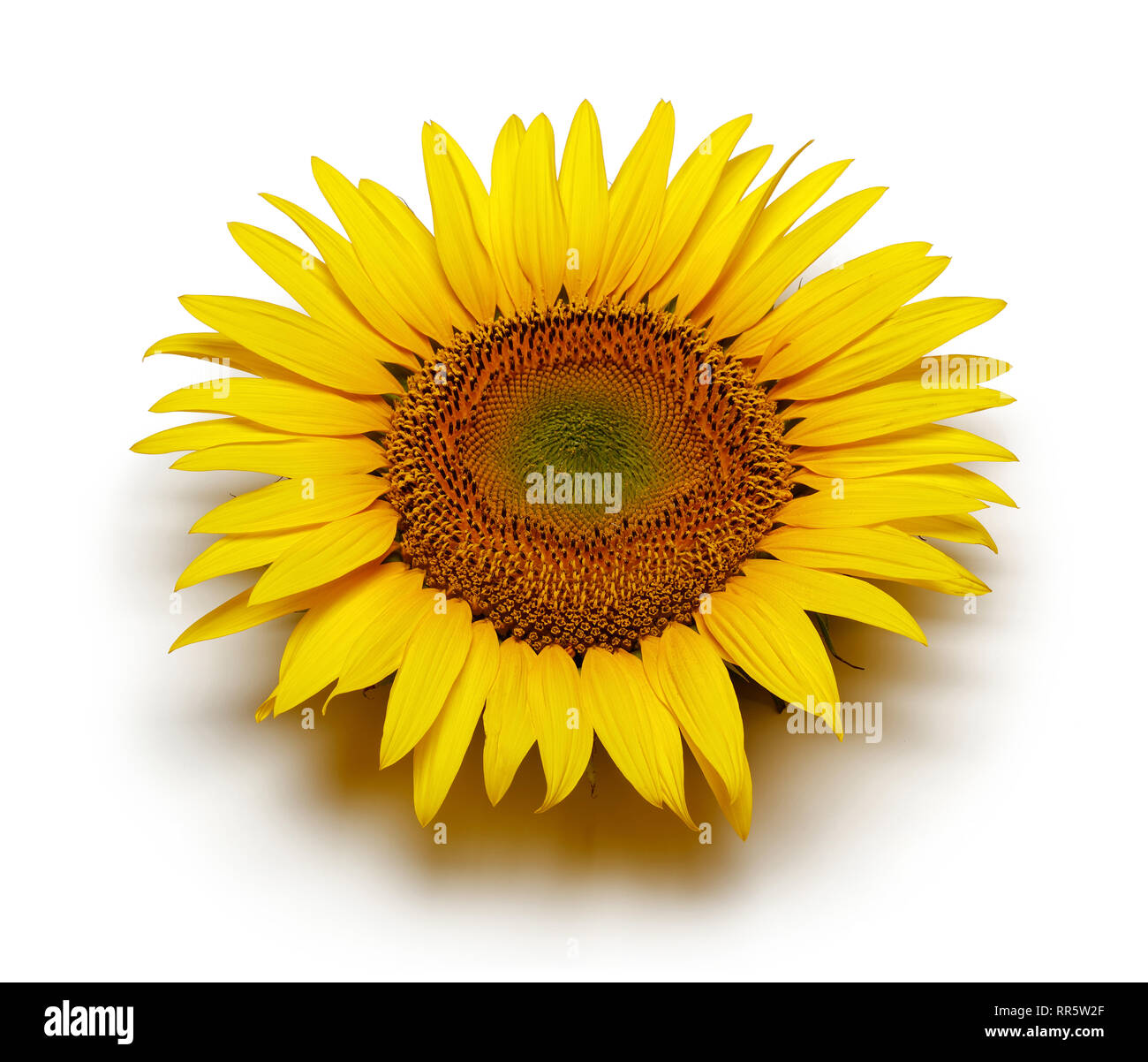 Single sunflower isolated on white background Stock Photo - Alamy