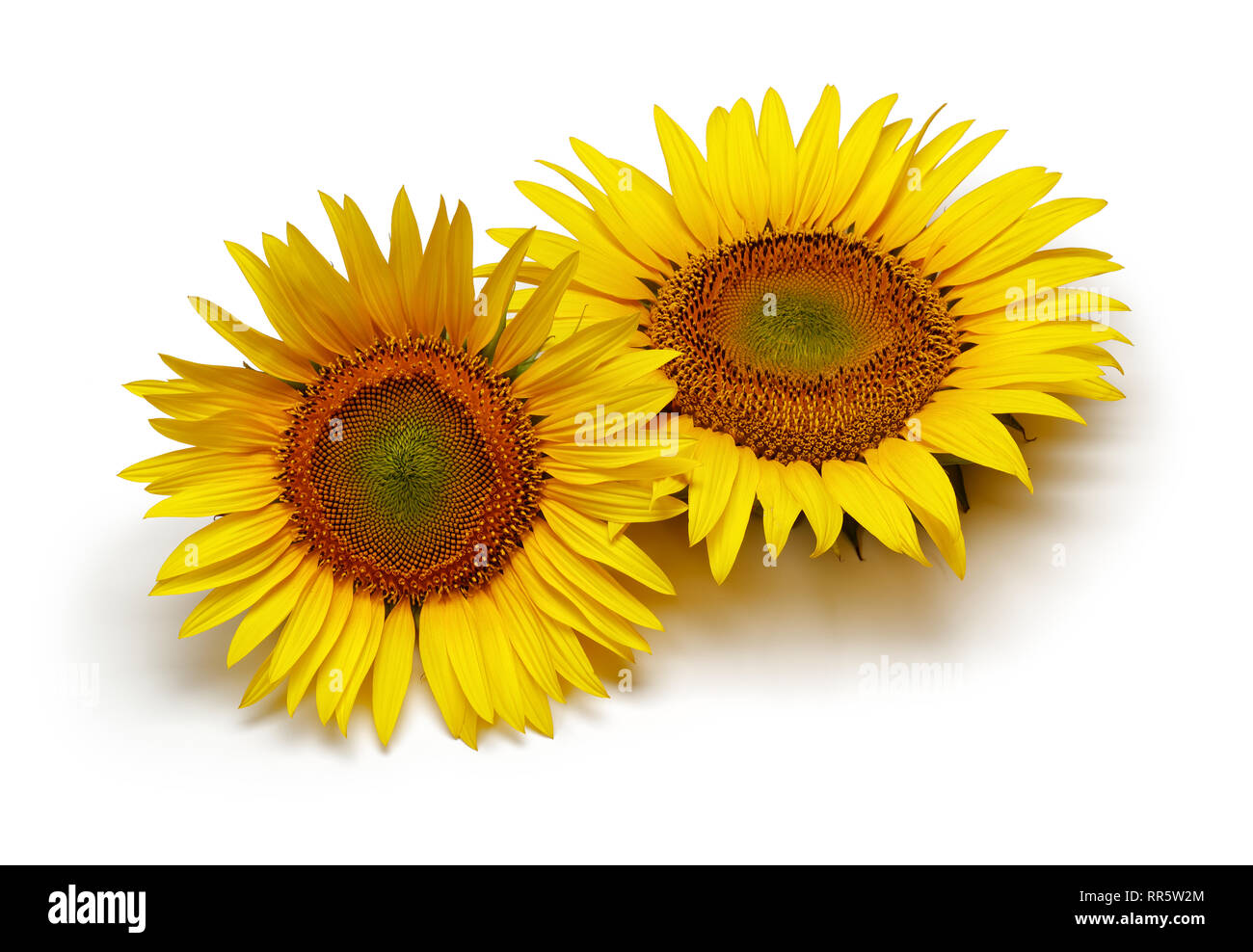 Two sunflowers isolated on white background Stock Photo - Alamy