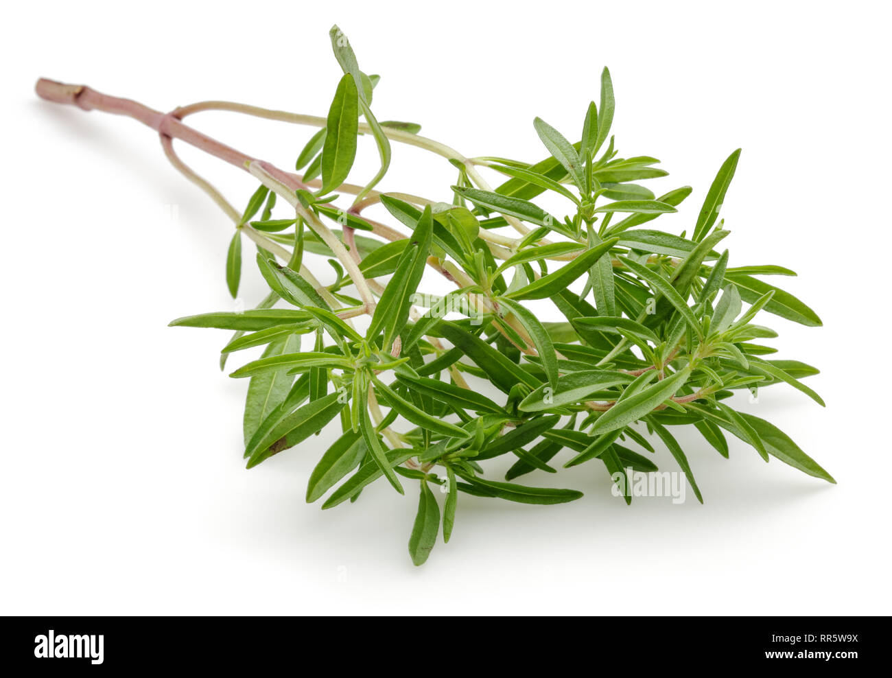 Fresh green thyme isolated on white background Stock Photo - Alamy
