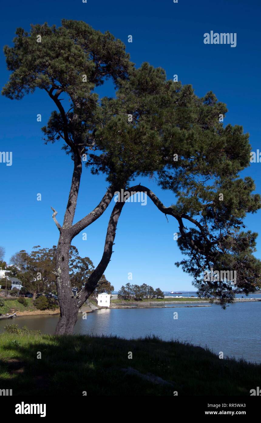 The village of San Quentin has a grassy knoll, on which these trees ...