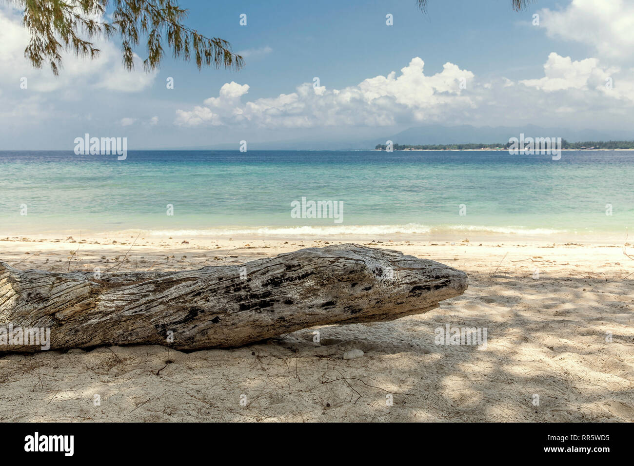 In Indonesia, the dry tree that looks like a snake on the beach on the ...