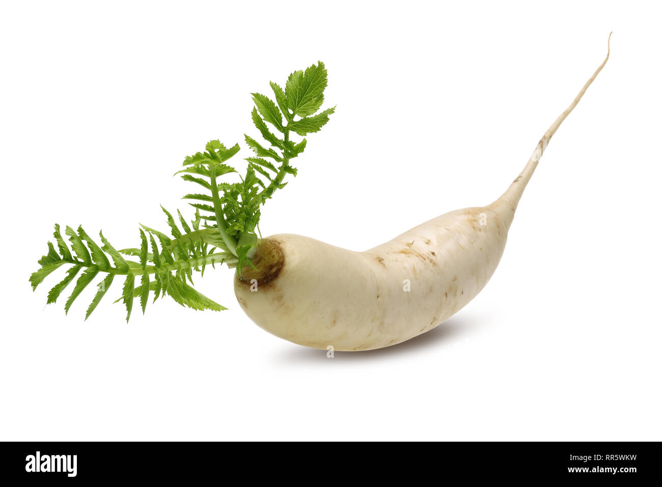 Fresh daikon white radish with leaves isolated on white background ...