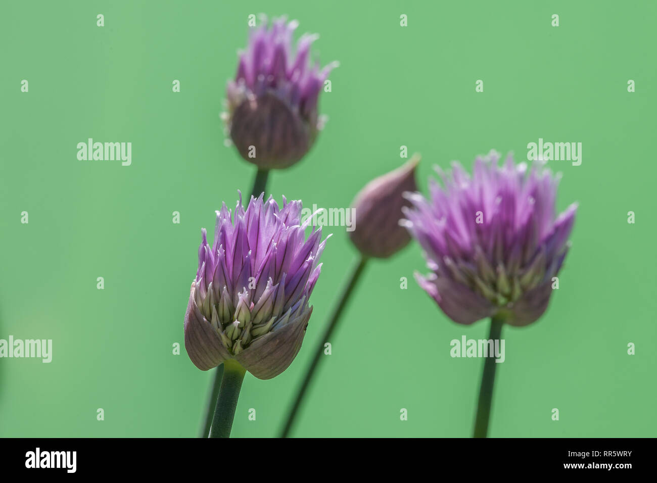Wild chives hi-res stock photography and images - Alamy