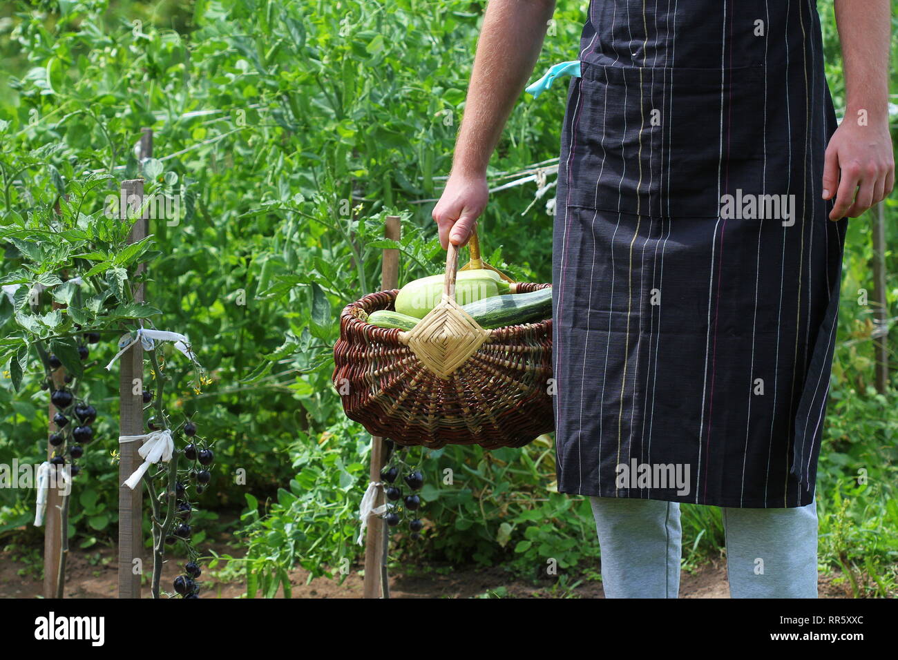 Harvesting zucchini. Fresh squash lying in basket. Fresh squash picked ...
