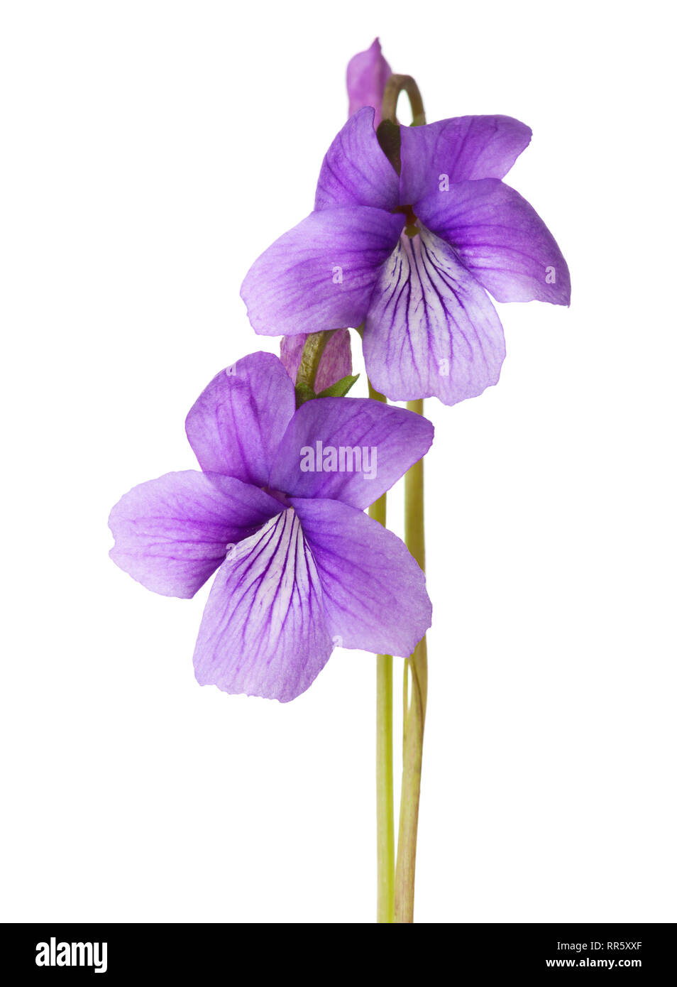 Early english flowers Cut Out Stock Images & Pictures - Alamy