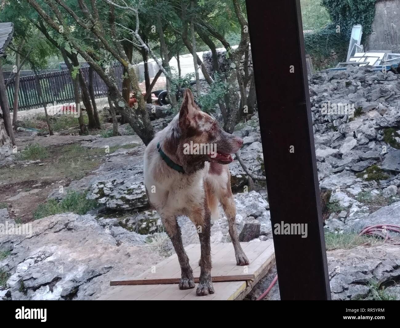 Dirty dog hi-res stock photography and images - Alamy