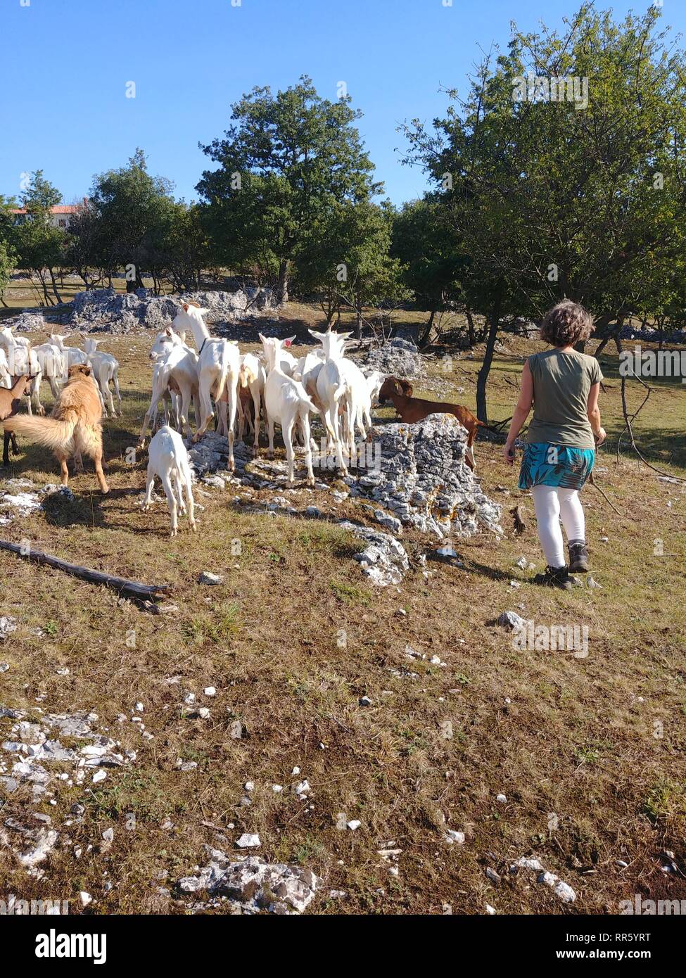 herd of goats Stock Photo - Alamy